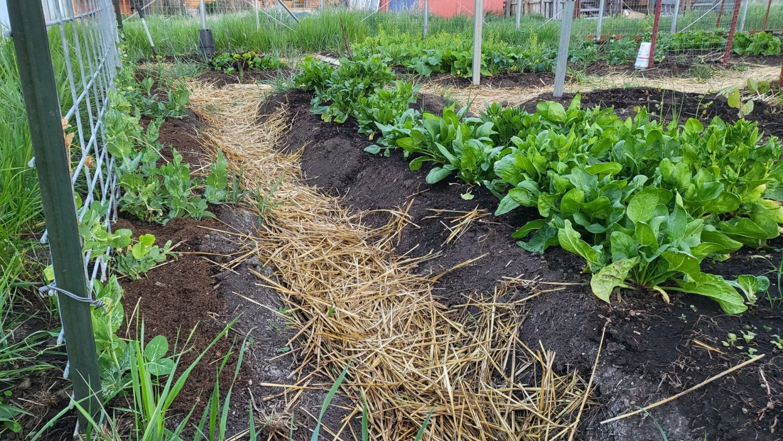 Modoc Harvest – Local Food & Food Education